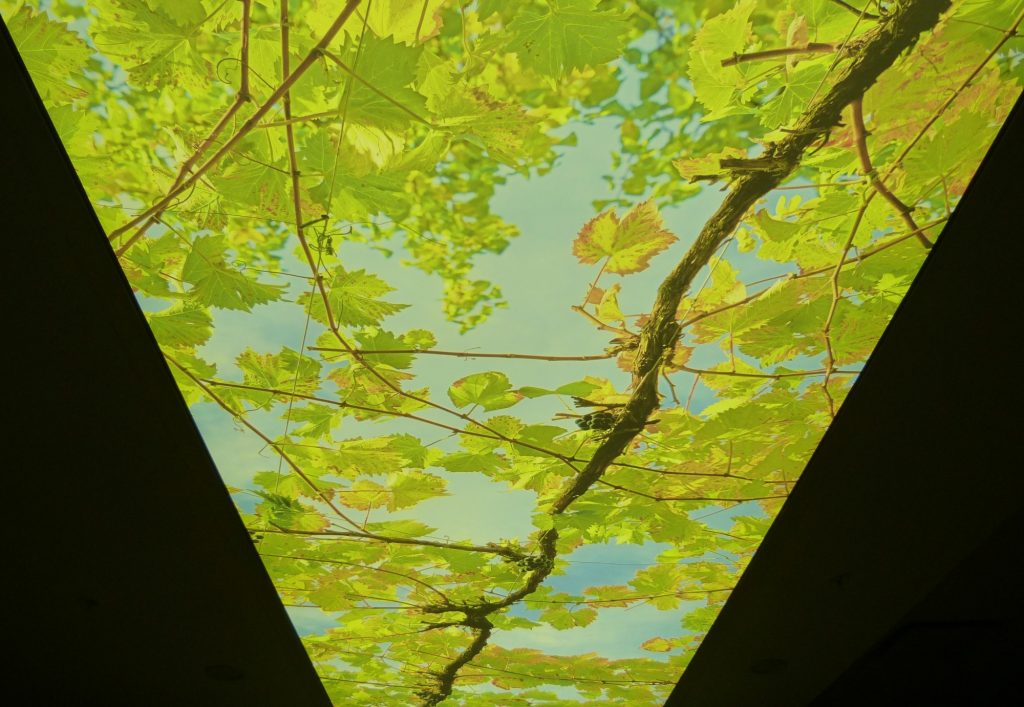 Illuminated Stretch Ceiling with custom print of wine grapes! | Phoenix ...